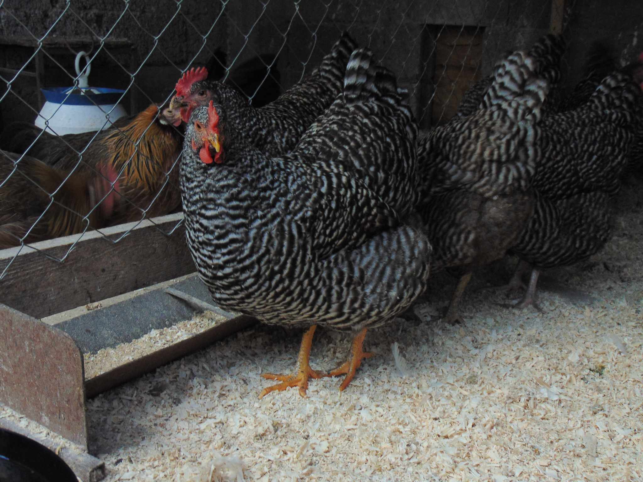 Koliko daš živini, toliko ti i vrati - Sremske Novine