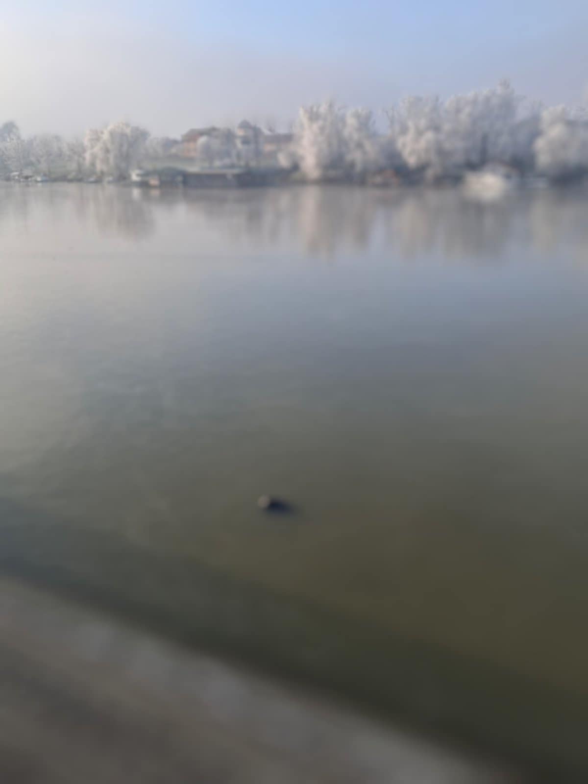 Beživotno telo pluta Savom - Sremske Novine